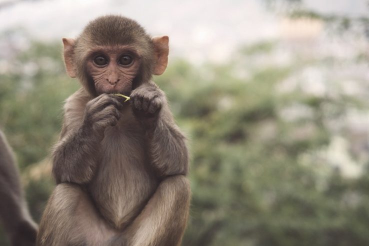 Calming The Monkey Mind With Meditation: How? [Explained] | Happy Rubin